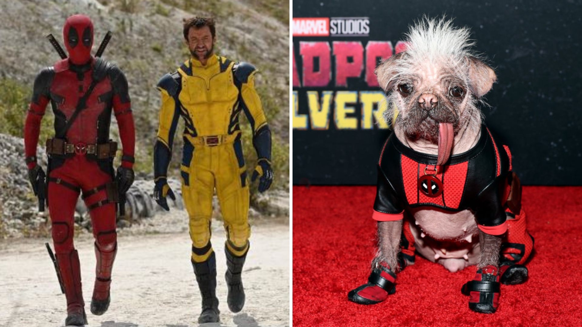 ‘Deadpool & Wolverine’: La perrita Dogpool en realidad se llama Peggy y ...