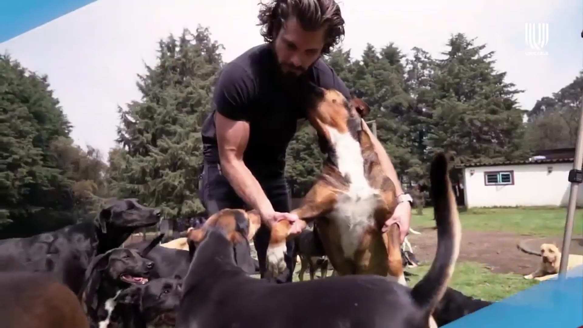 Estos perritos fueron rescatados y buscan un hogar, ¡Adopta! | Shows ...