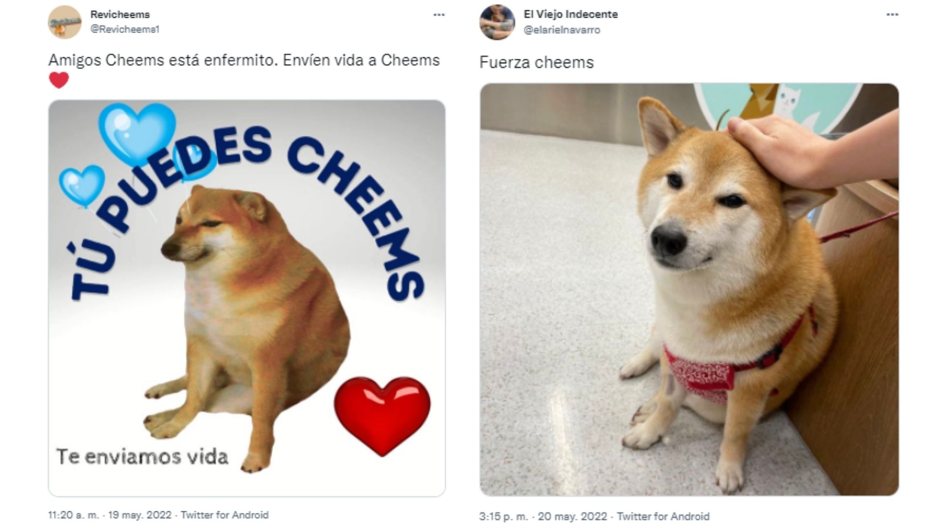 Perros Famosos De Memes