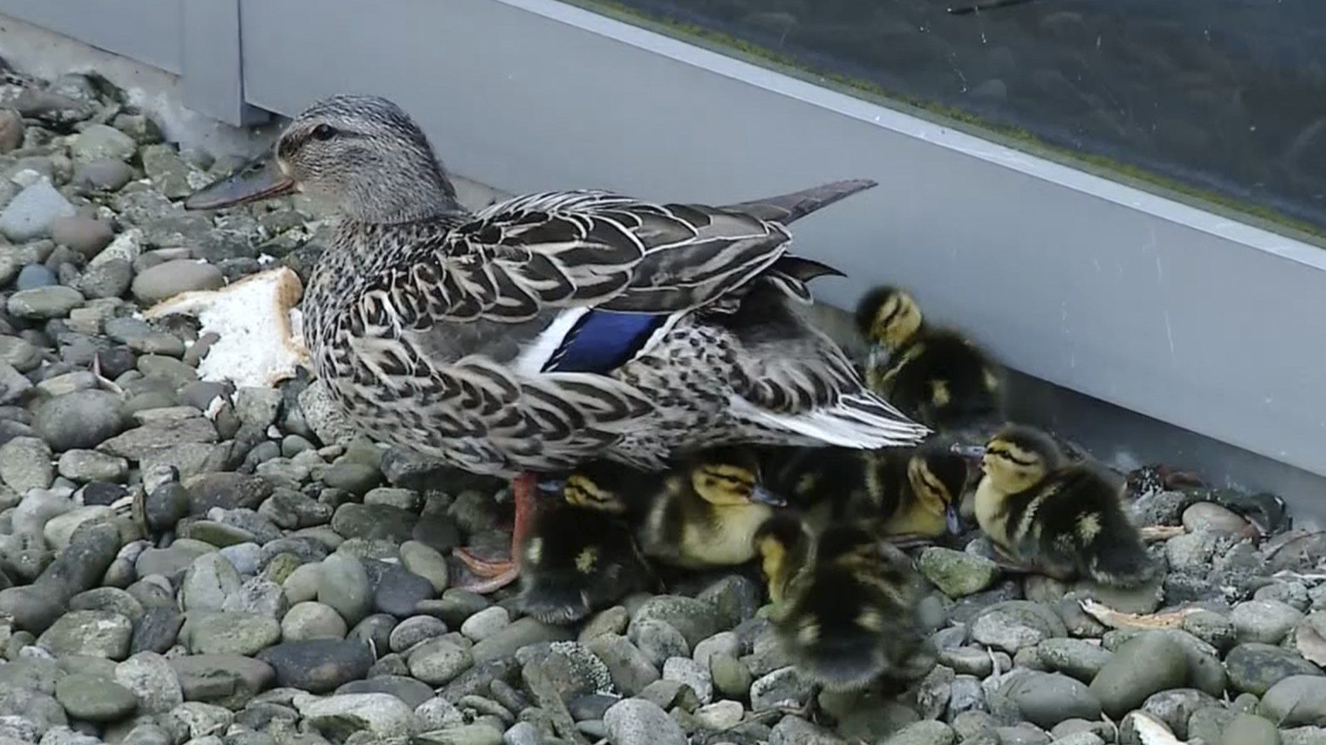 Mamá pato demuestra que el instinto maternal está presente en todas las ...