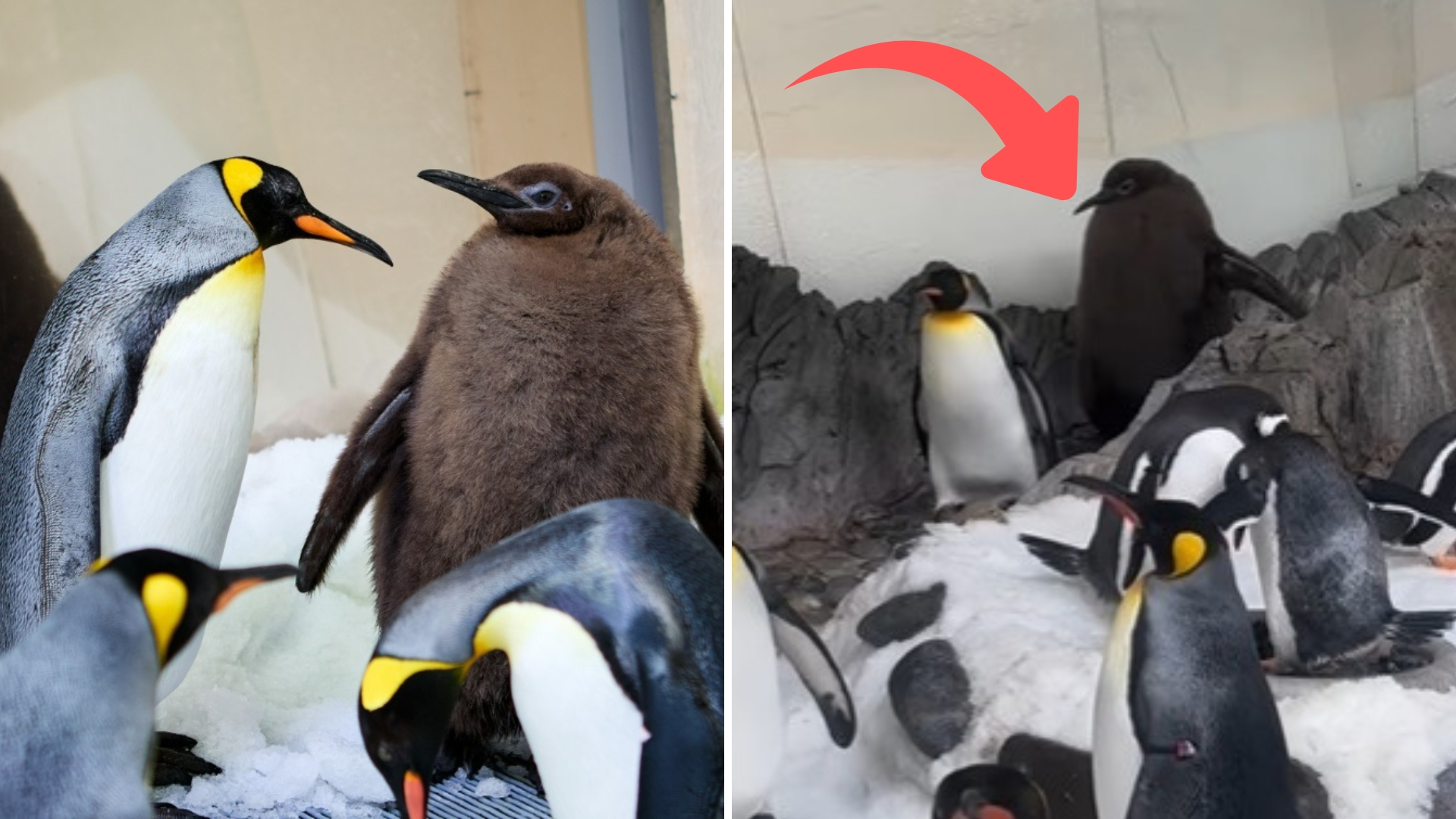 ¿Quién es Pesto, el bebé pingüino emperador, y por qué es más grande ...