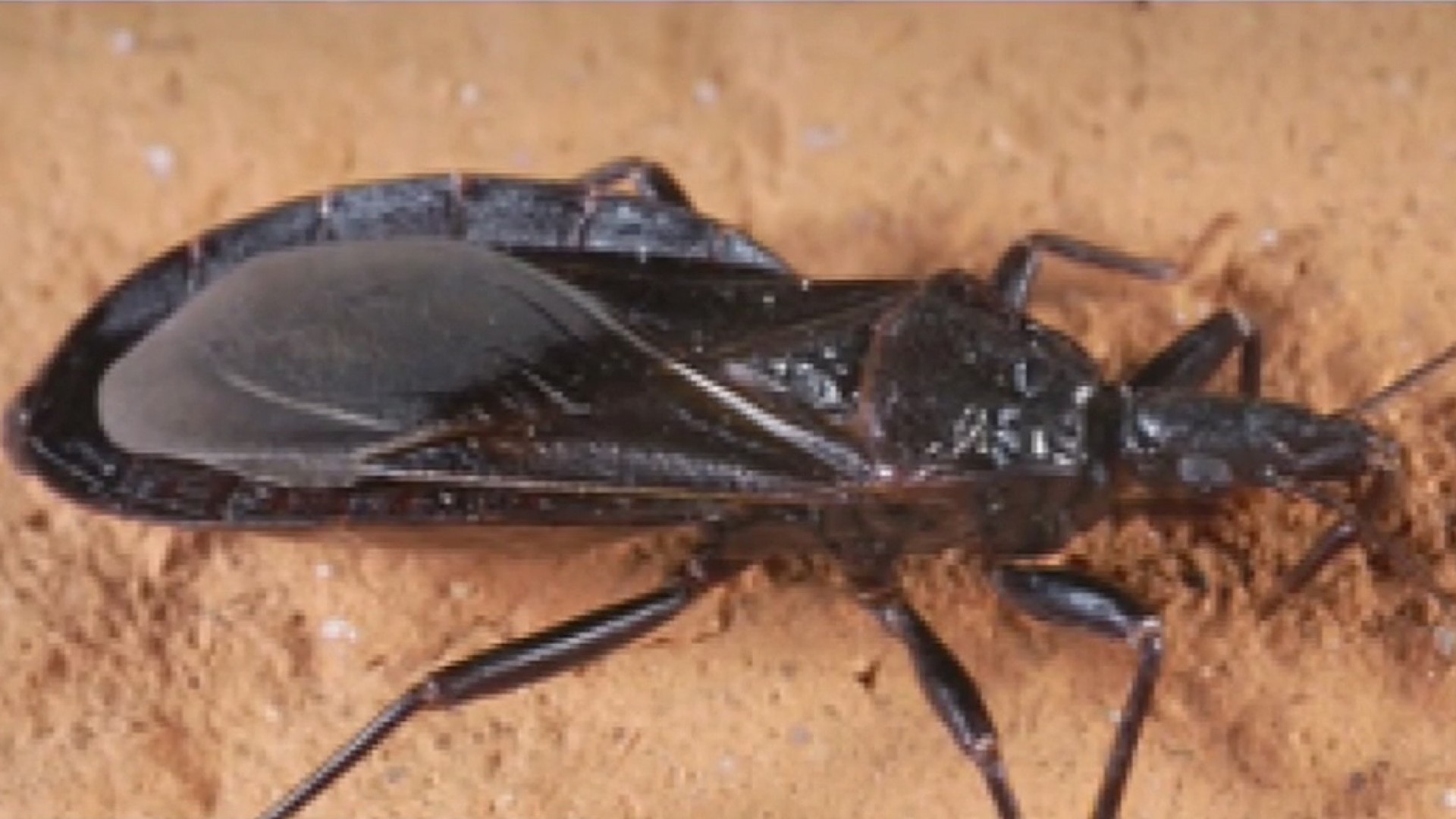 Sigue la alerta por el peligroso ‘chinche besucón’: ¿por qué su ...