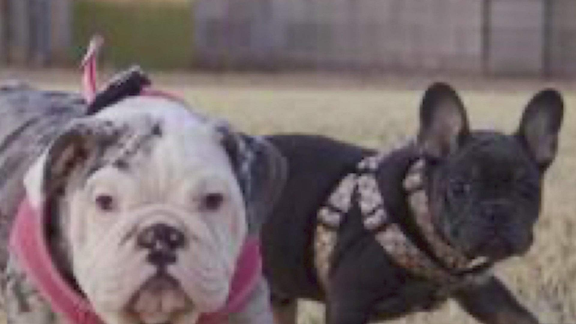 Casos de secuestro de mascotas para posteriormente pedir rescate por ...