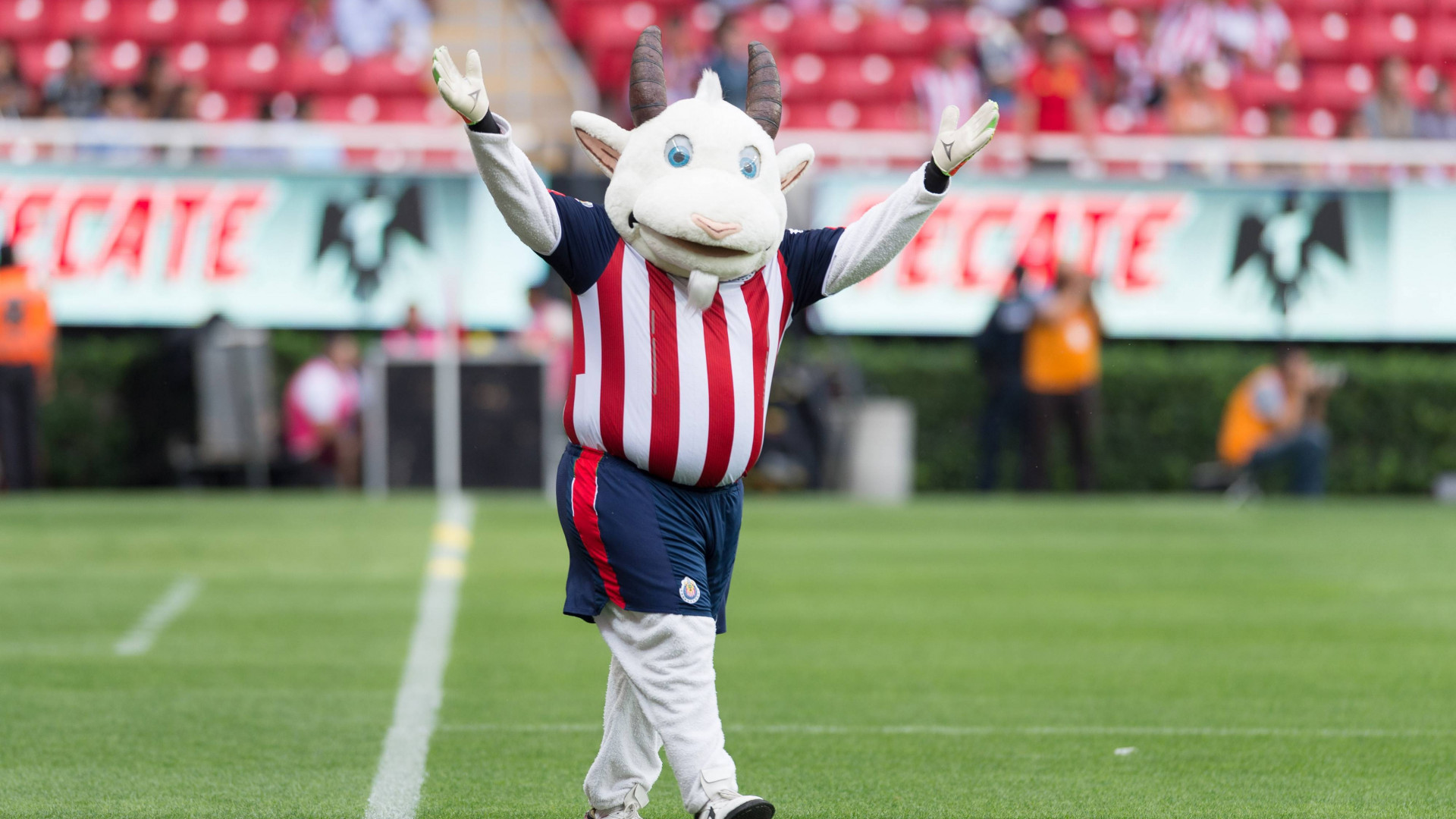 Pega COVID-19 a La Chiva Loca, la mascota de las Chivas | TUDN Liga MX ...