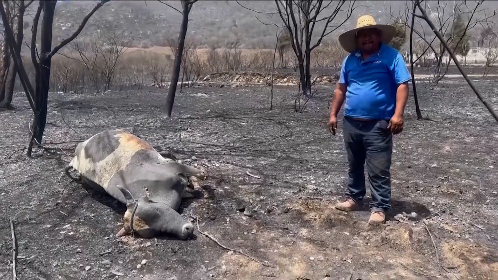 Las imágenes más impactantes de los incendios en México | Noticias ...