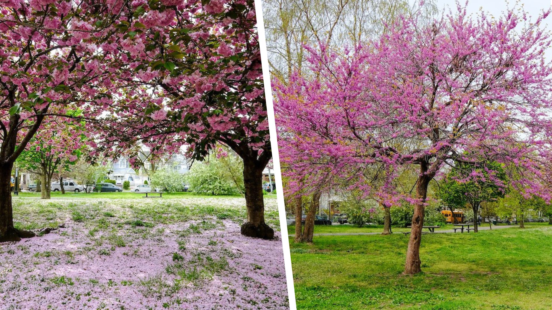 Nueva York: Siete lugares para ver los árboles de cerezos en flor en la ...