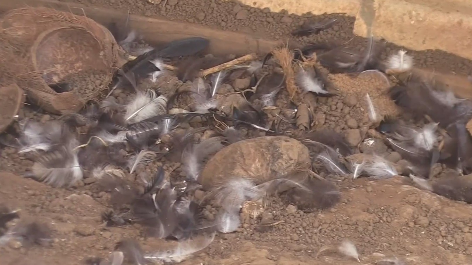 Misteriosa muerte de animales revive el ‘chupacabras’ en Puerto Rico ...