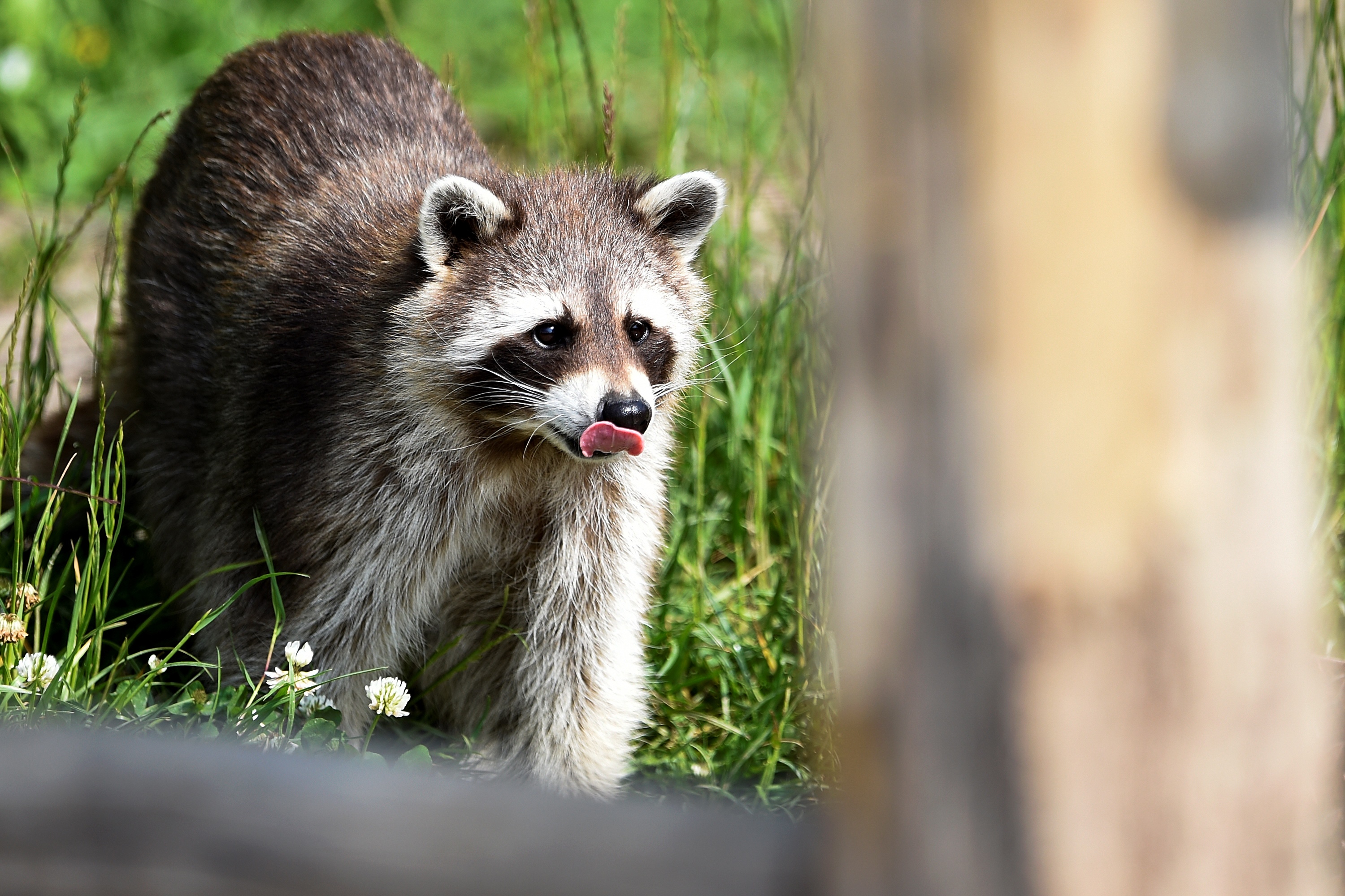 Mapache Melanístico