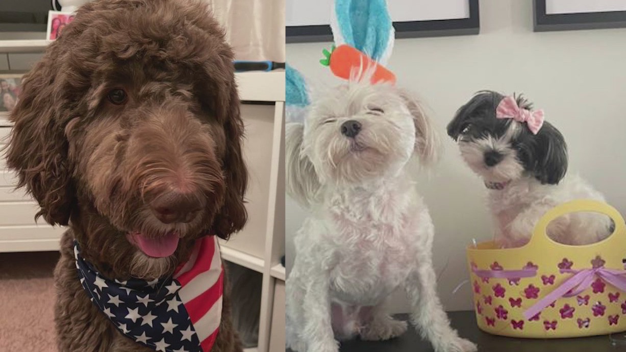 Así celebramos el Día Nacional de las Mascotas en Univision Atlanta ...