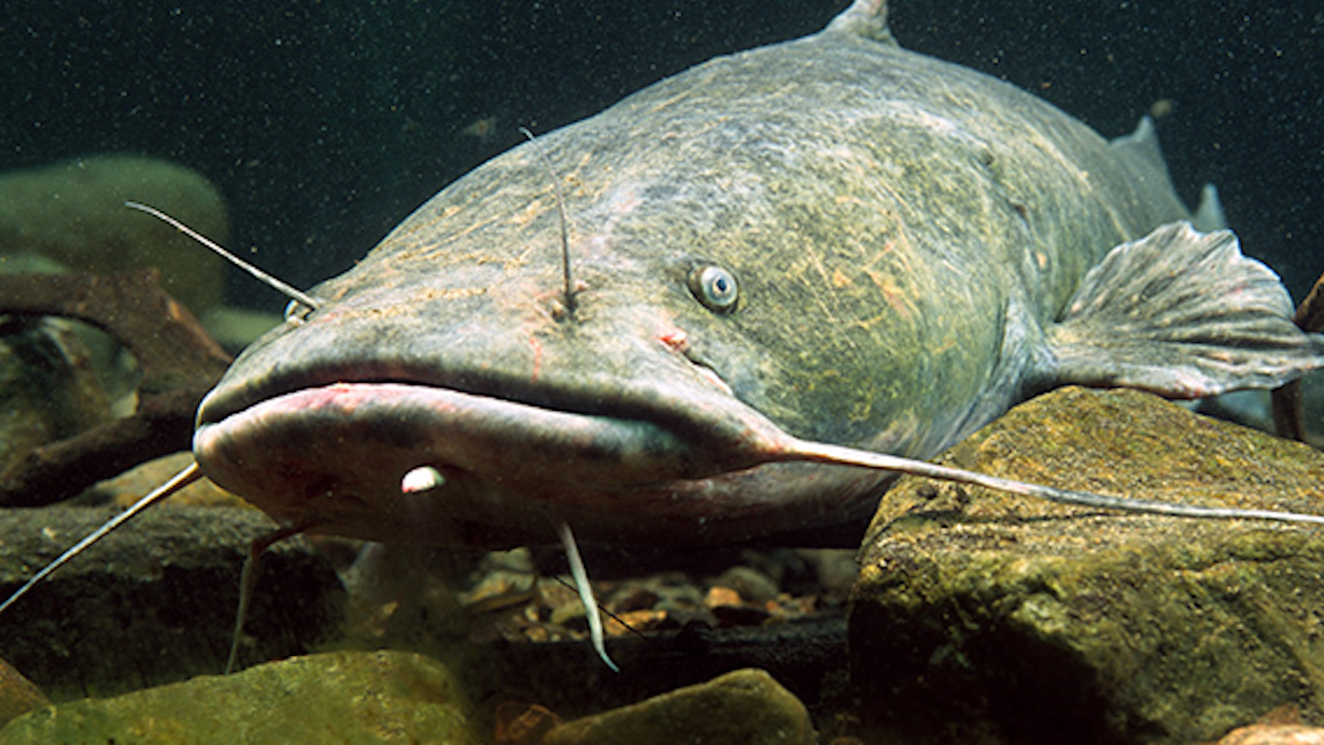 Niño hospitalizado tras ser apuñalado por un bagre | Video | Univision ...