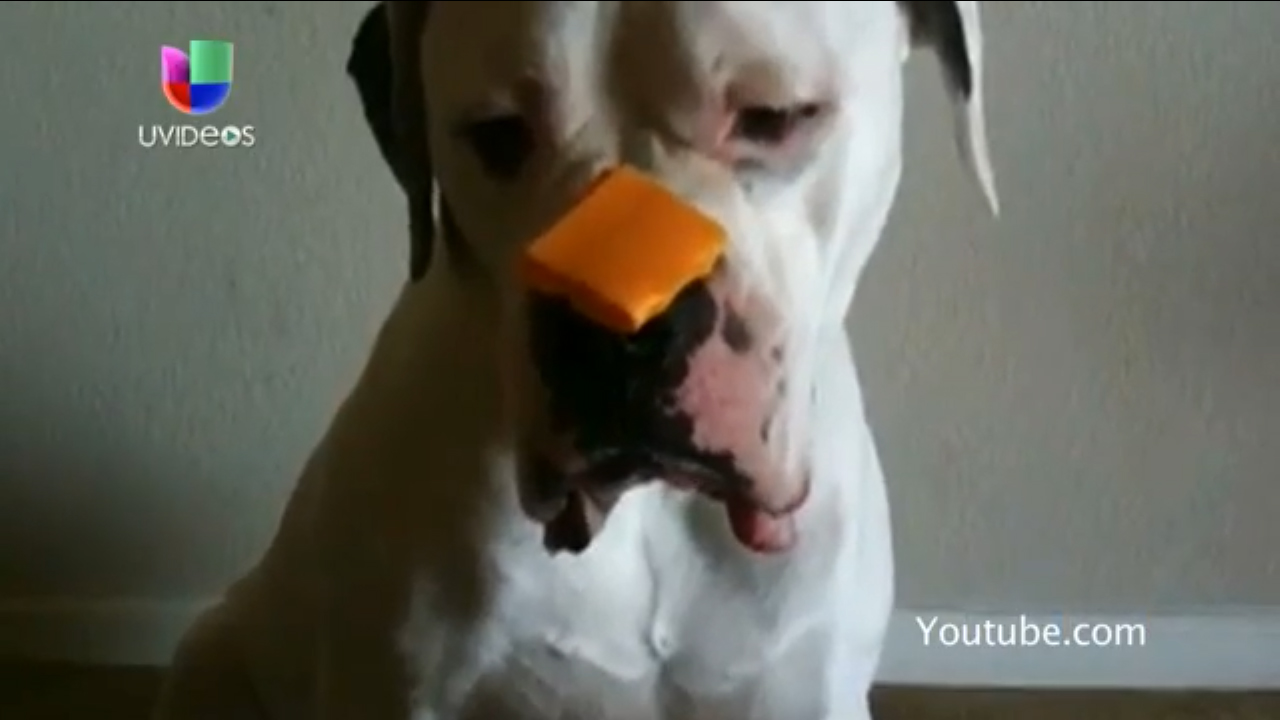 Comienza la semana entre risas con estos perritos | Estilo de Vida ...