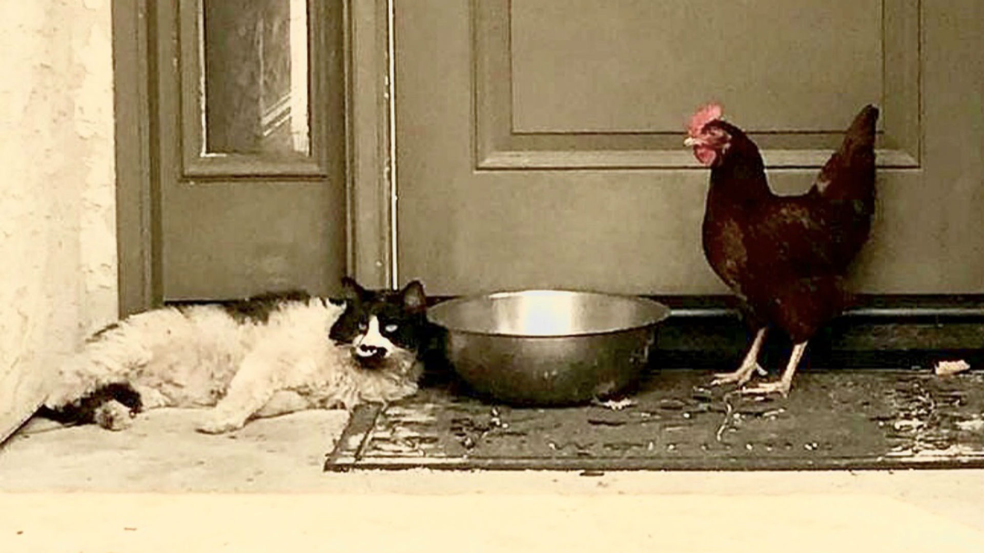 La amistad entre un gato y un pollo que se unieron para sobrevivir de ...