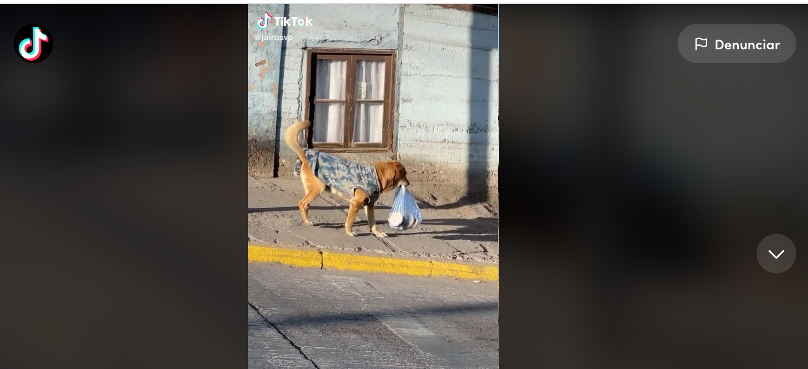Conoce al perrito repartidor que está conmoviendo internet | Shows ...