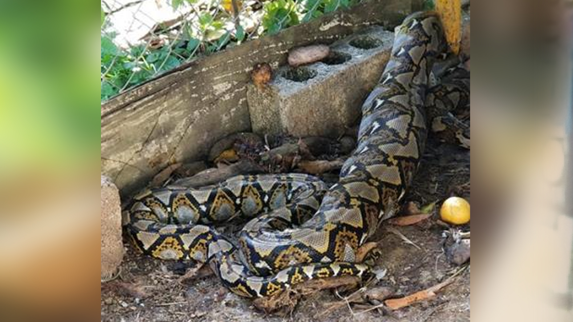 Serpiente pitón devora un ganso en Barceloneta | Fotos | Univision ...