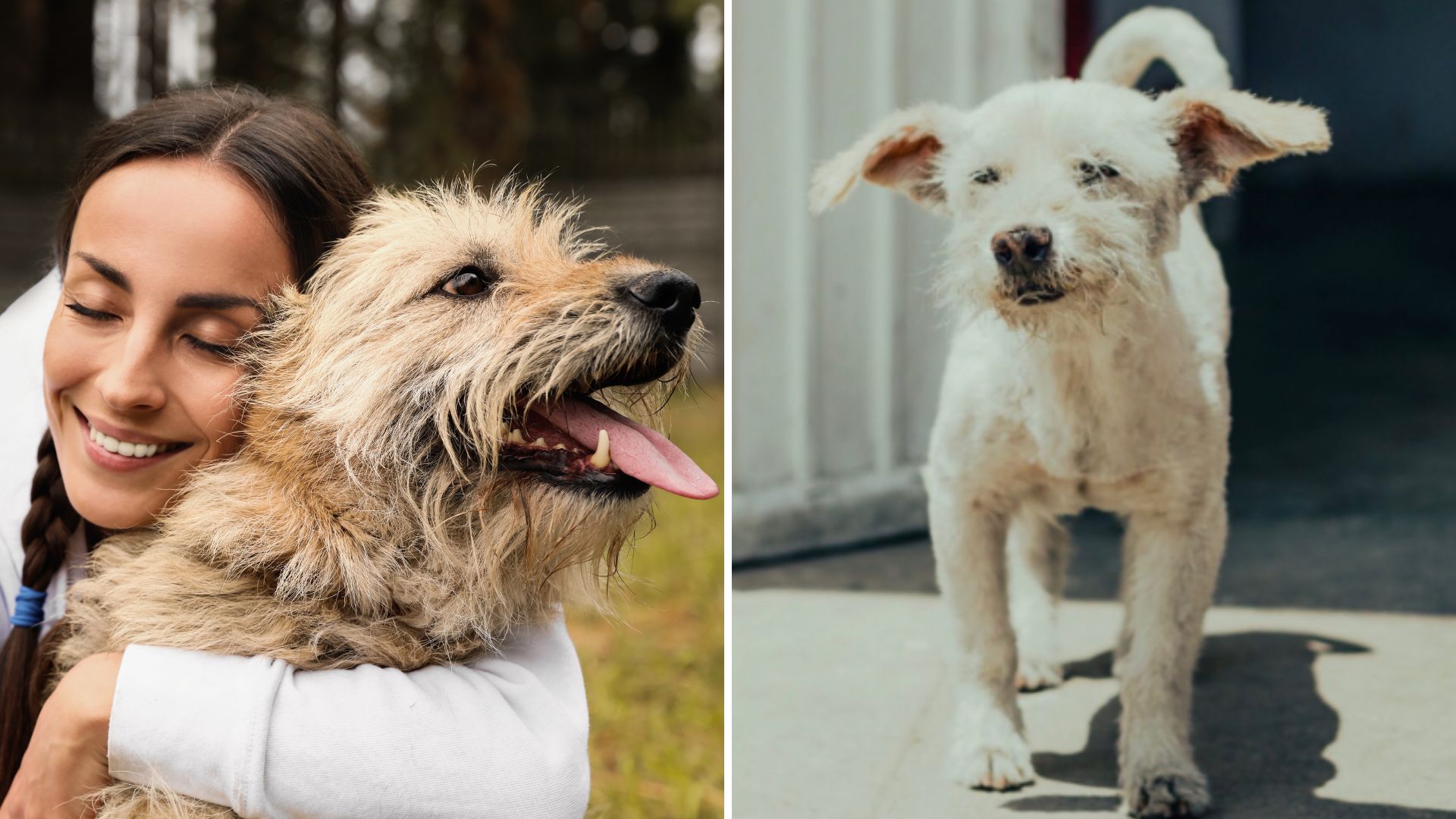 Gasolin, el perrito al que nombraron jefe de seguridad en una ...