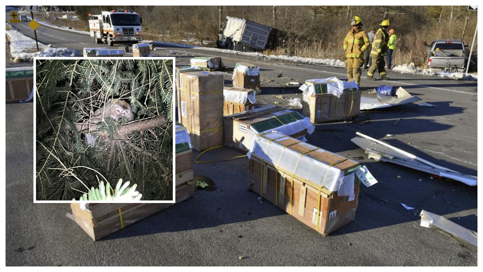 Michele Fallon recibe tratamiento por rabia después de encontrarse con ...