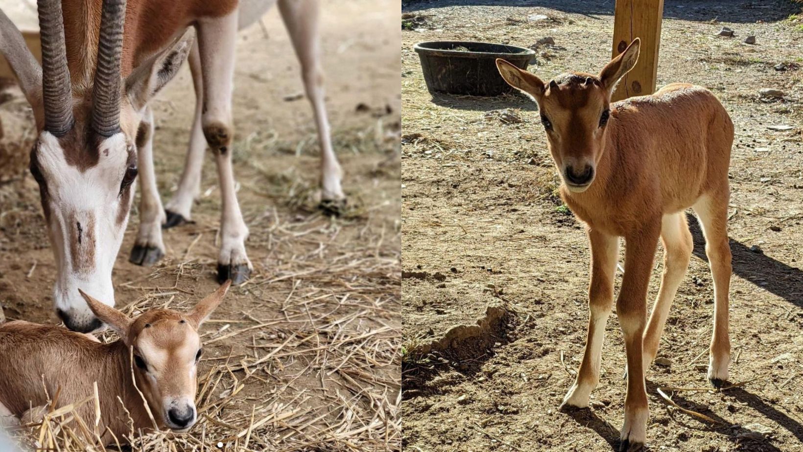 Antílope extinto en la vida silvestre nace en zoológico de Lehigh ...