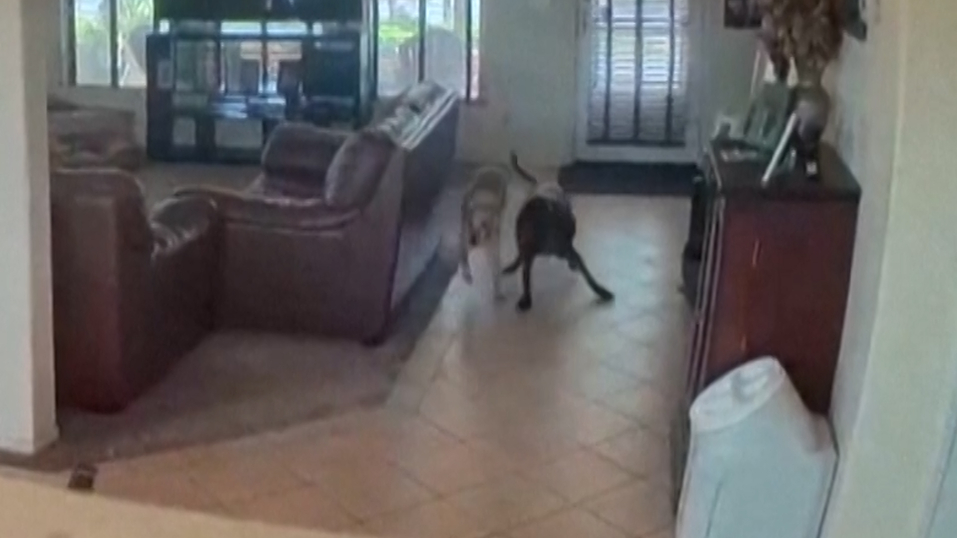 California Earthquake: Pet Reactions & Univision Coverage - www.world ...