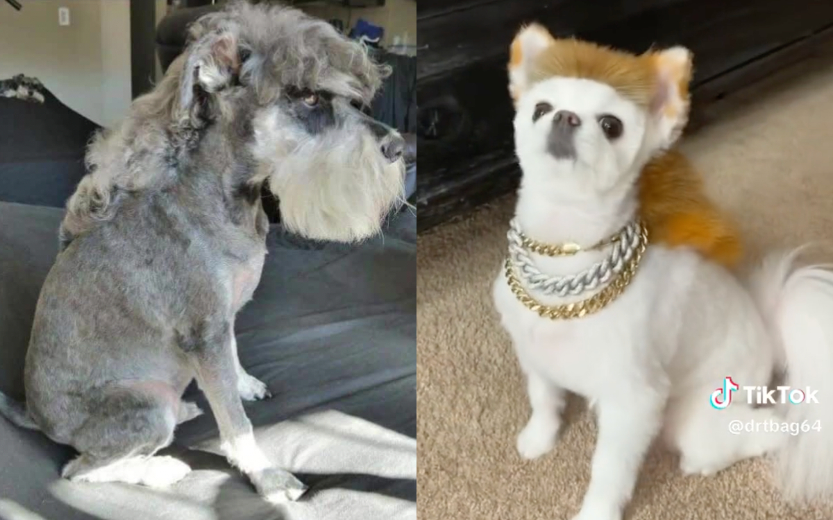 Corte de pelo de Peso Pluma llega a los perritos para imponer moda ...