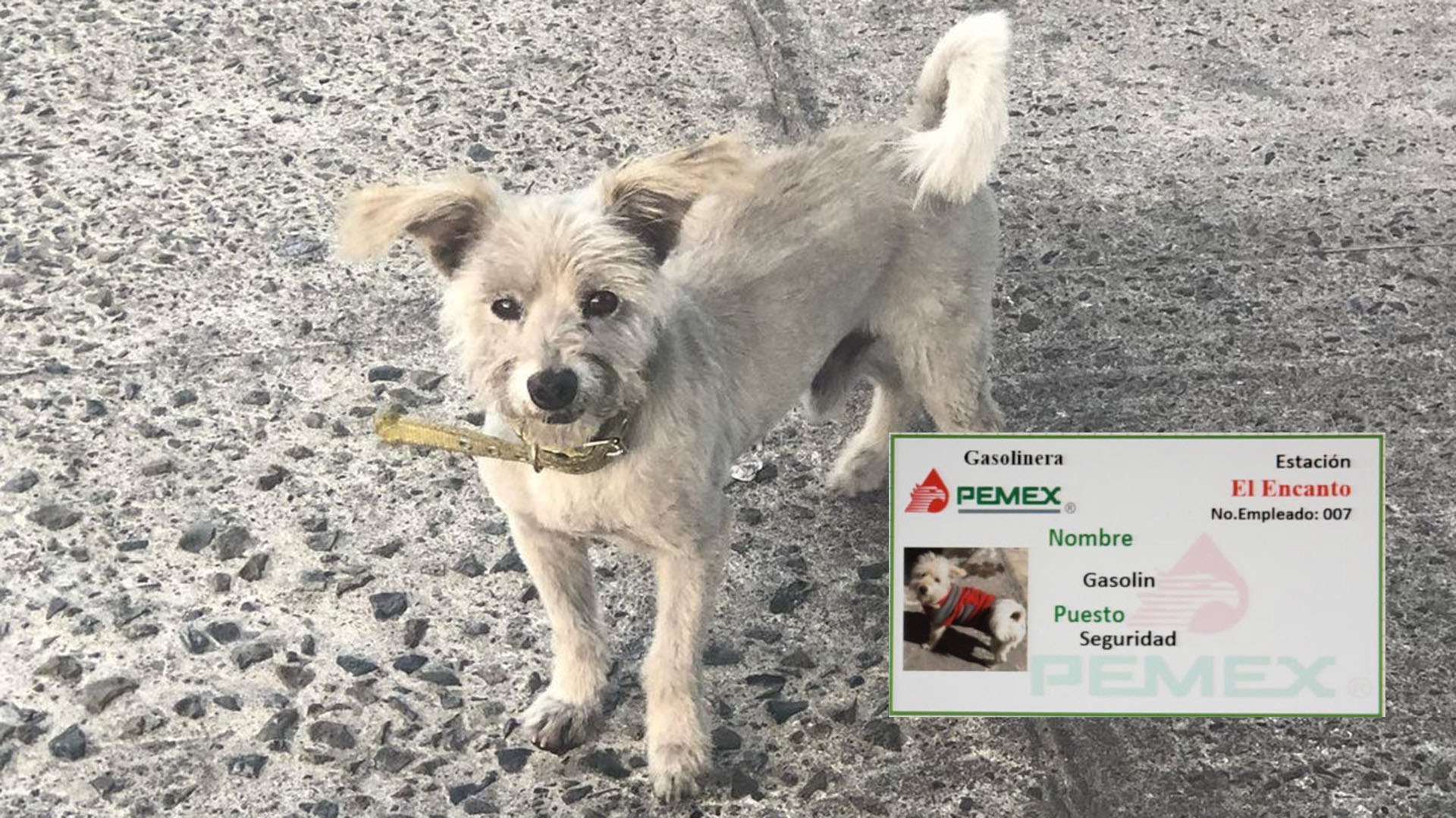Gasolinera en México tiene como empleado de seguridad a un perro ...