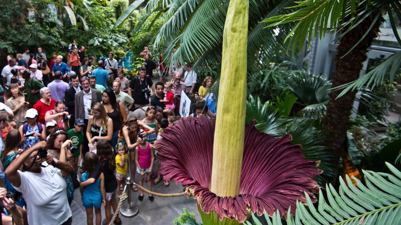 Ahora podrás apreciar (sin tener que oler), la flor más apestosa del ...