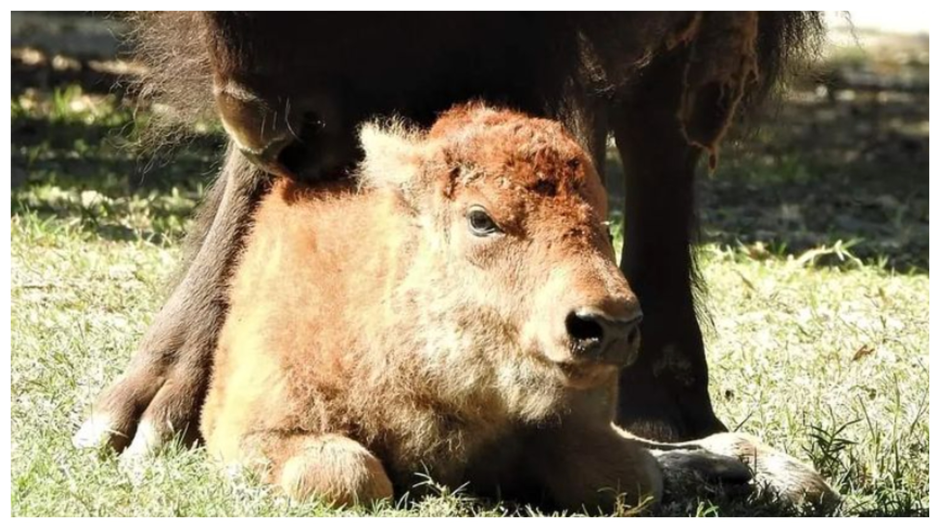Beverly bisonte del Zoológico Cape May tiene su primer bebé | Univision ...