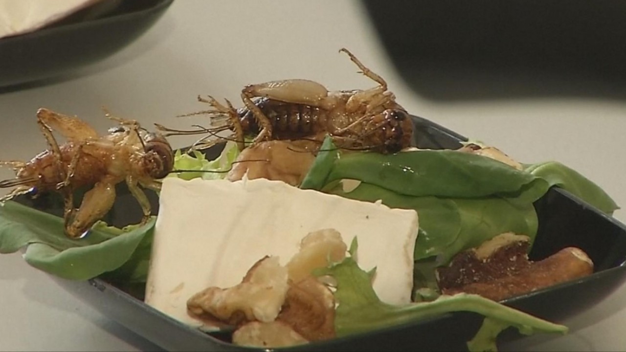 Insectos, la deliciosa comida del futuro | Noticias Univision | Univision