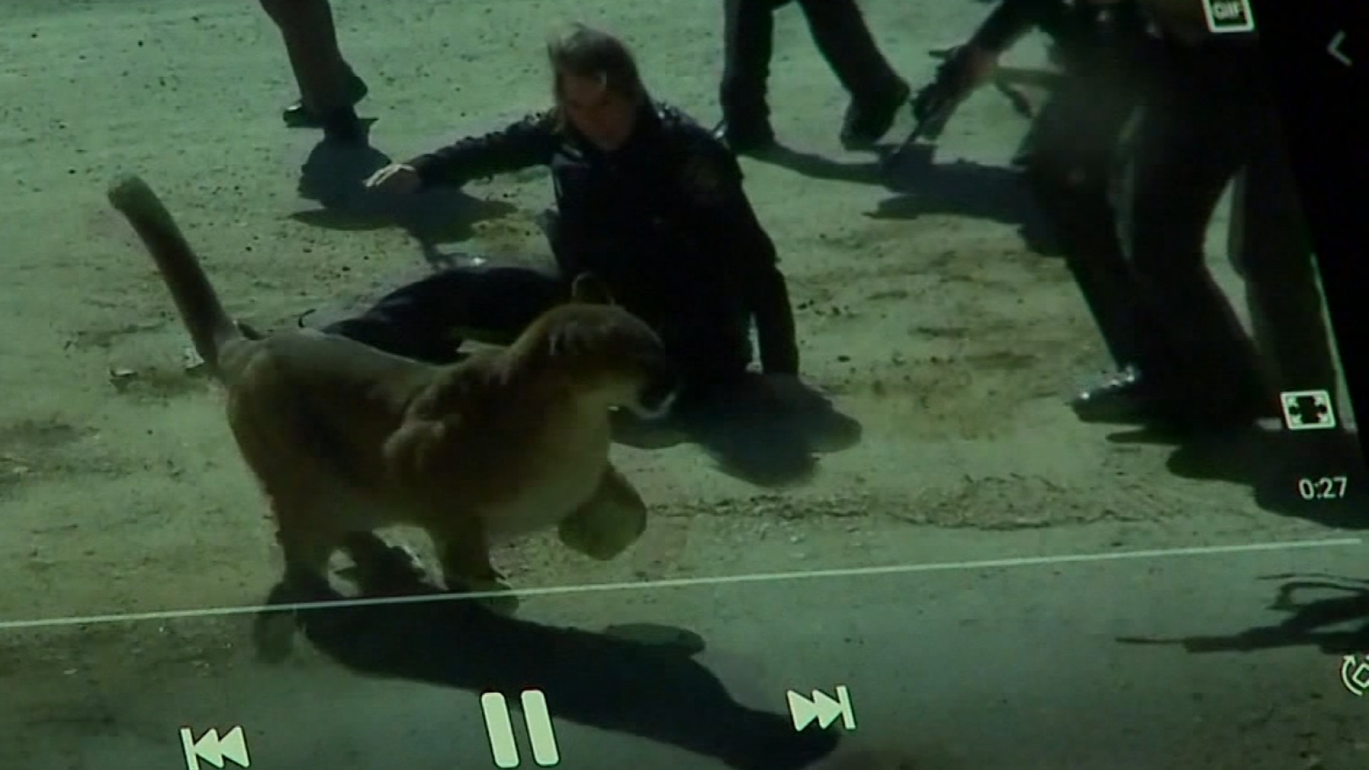 Graban el ataque de un puma a una oficial de policía en Colorado ...