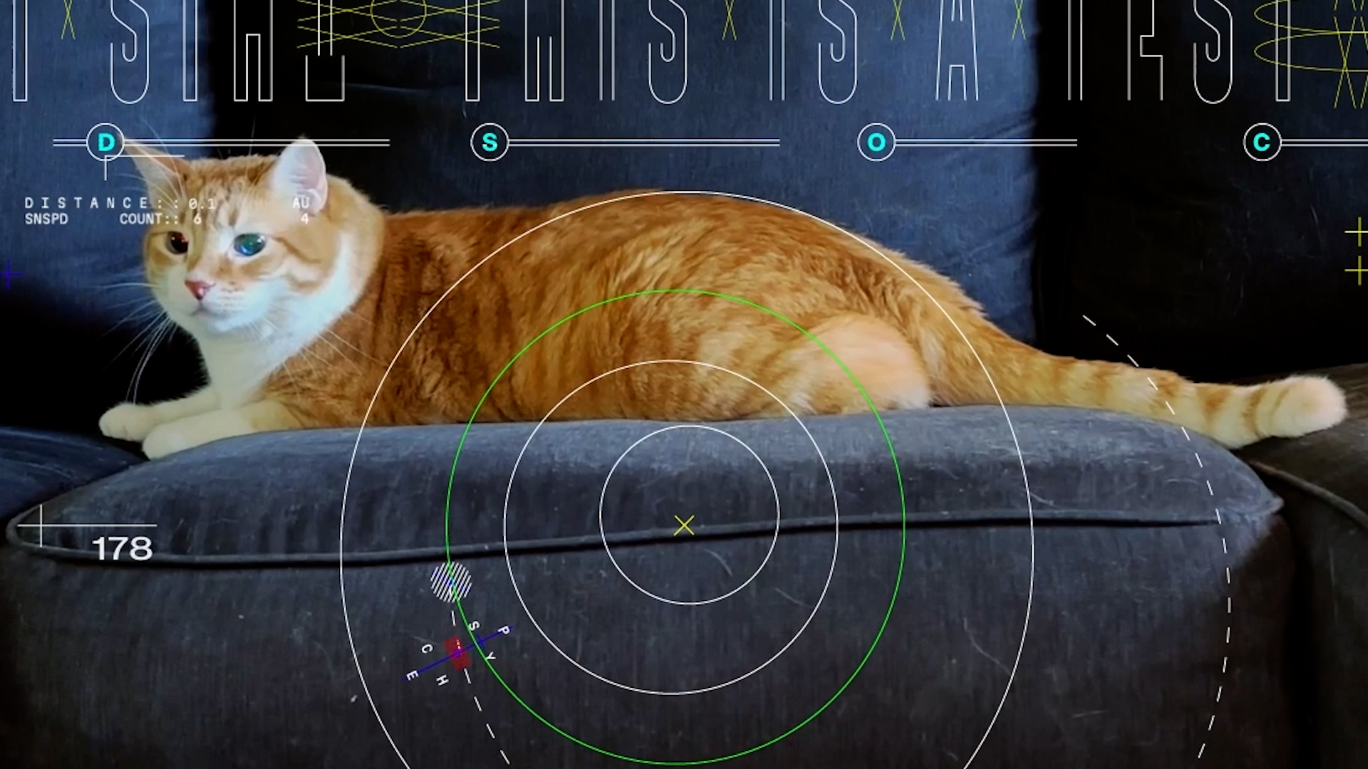 ¿Por qué este video de un gato marcó un hito histórico para la NASA y ...