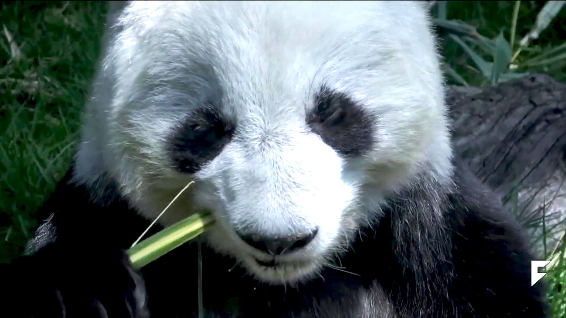 Pandas at a zoo in Mexico celebrating record-breaking birthdays ...