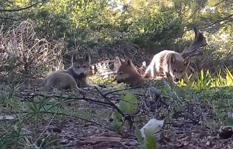 Manada De Lobos Grises Con Cachorros