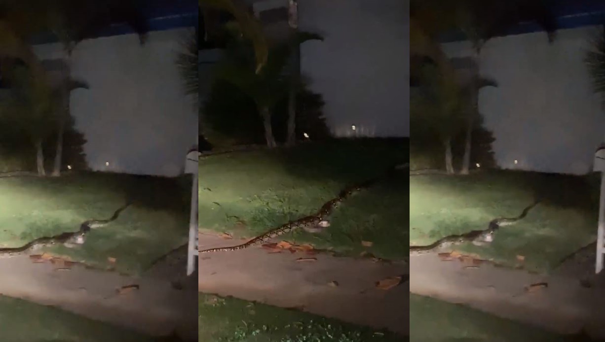 Pitón Reticulada sorprende a vecinos de Bayamón | Univision Puerto Rico ...