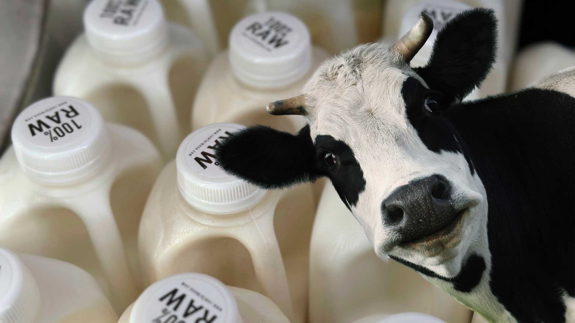 Leche cruda o bronca: Los riesgos a la salud y el aumento de su consumo ...