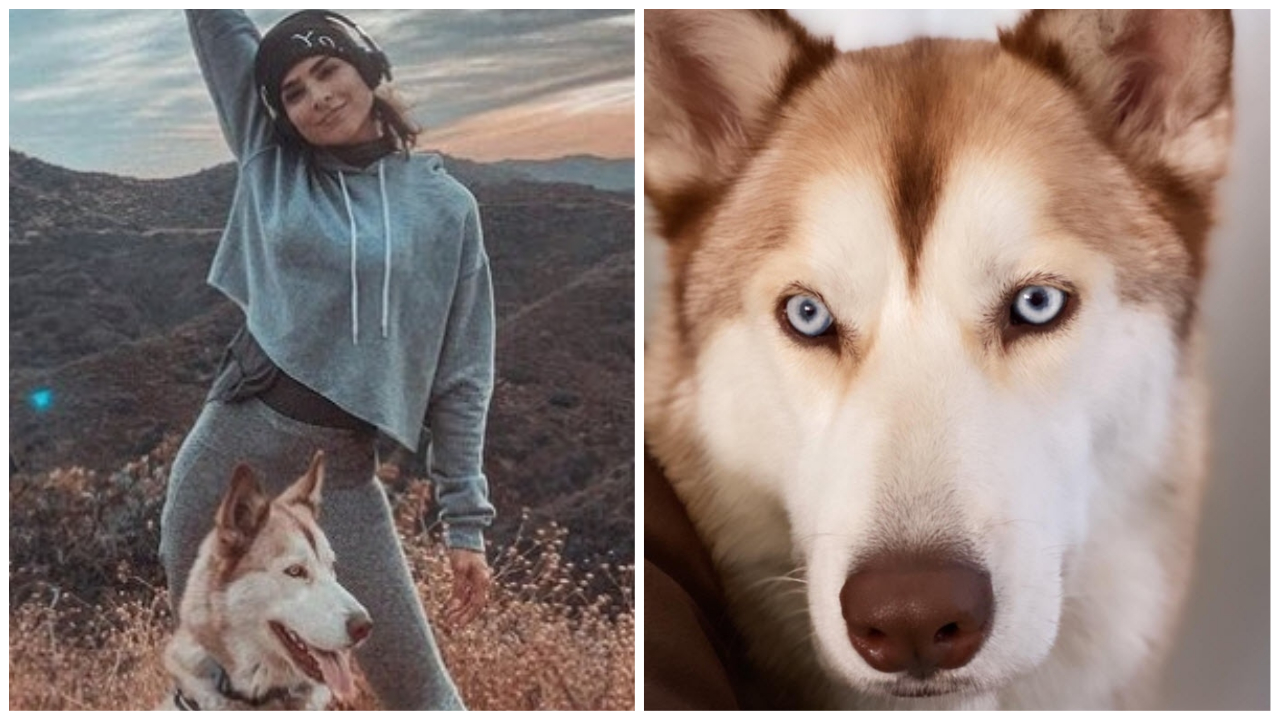 Alejandra Espinoza pide ayuda para encontrar a su perro | Univision ...