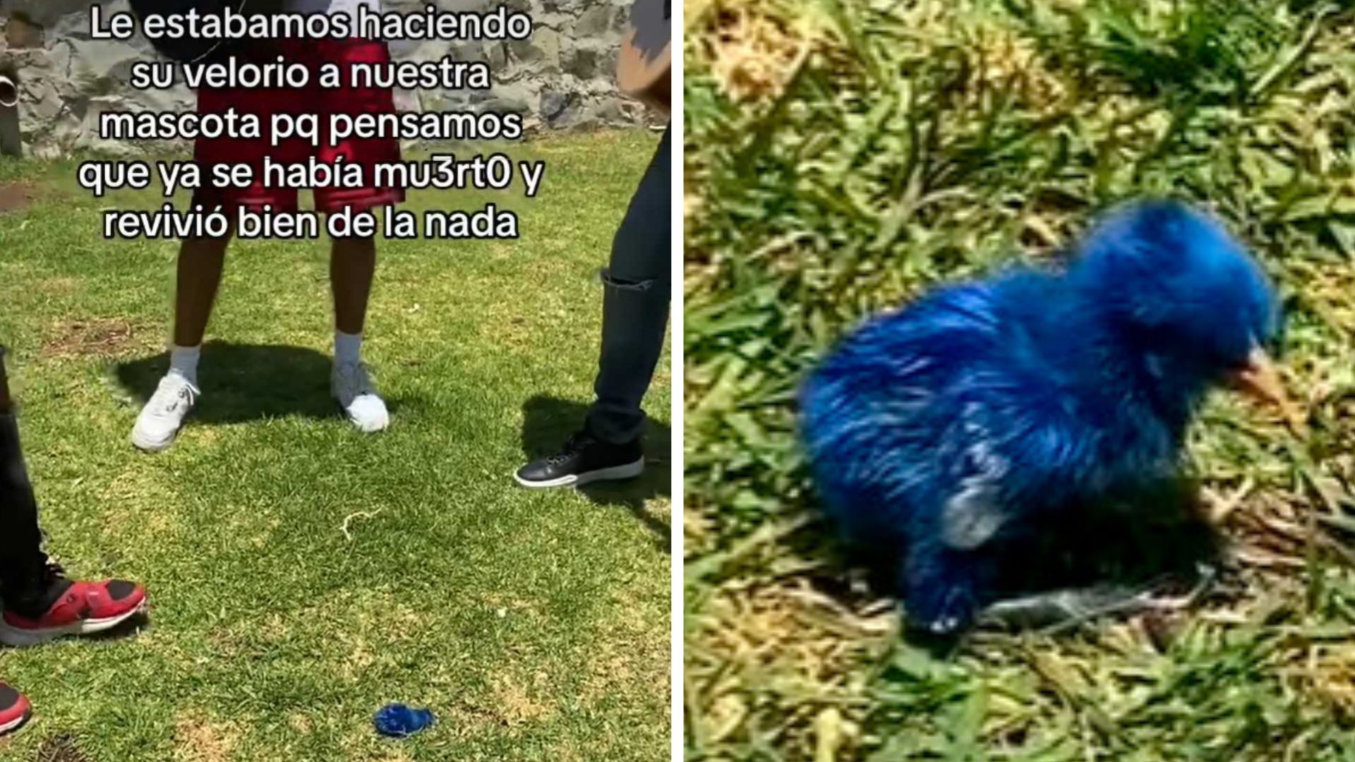 Pollito revive en medio de su velorio: asistentes gritaron de sorpresa ...
