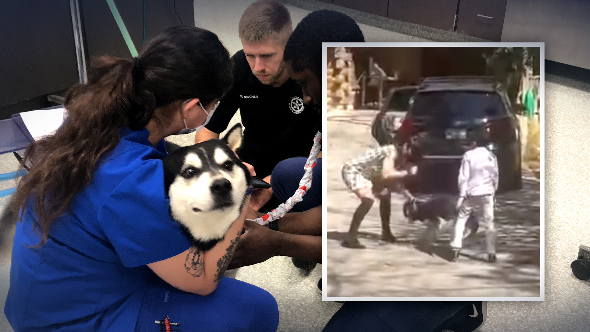 Captan en video cuando una mujer golpea varias veces a un perro husky ...