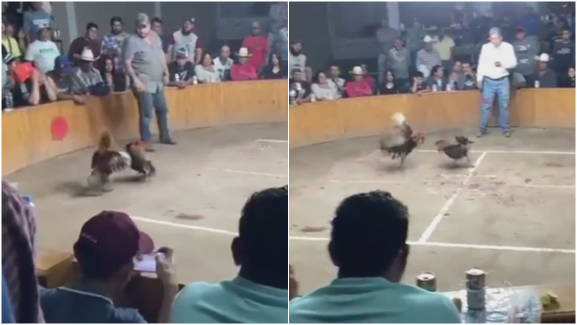 El momento en que una pelea de gallos en México acaba en un mortal tiroteo | Shows Noticiero ...