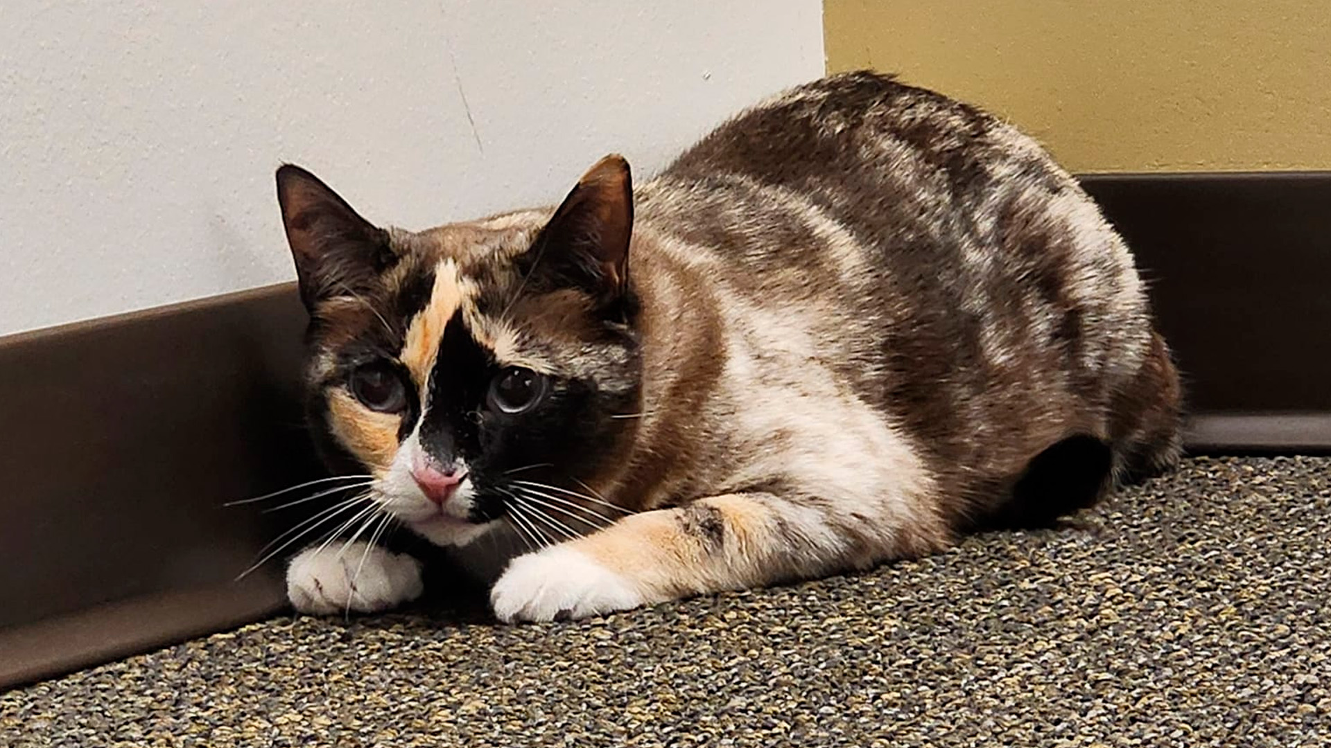 Gato de Utah se esconde en caja de Amazon y termina en California ...