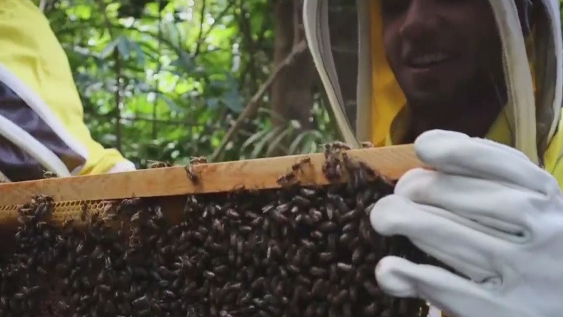 Cruzando la isla: conoce el apiario ‘Guare’ en San Lorenzo | Video | Univision Puerto Rico WLII ...