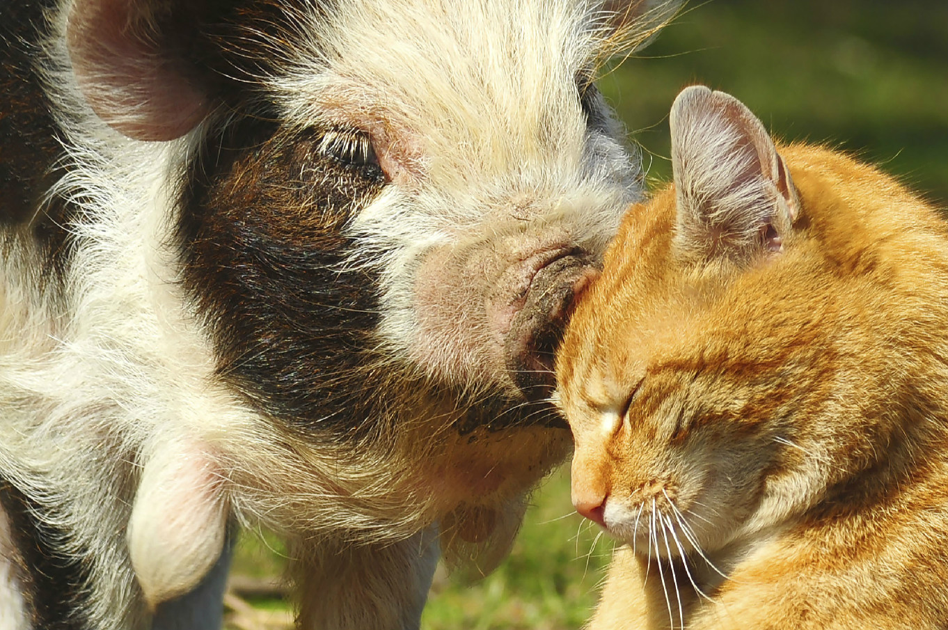 Este gatito prefiere el 'oink, oink' | Estilo de Vida Living | Univision