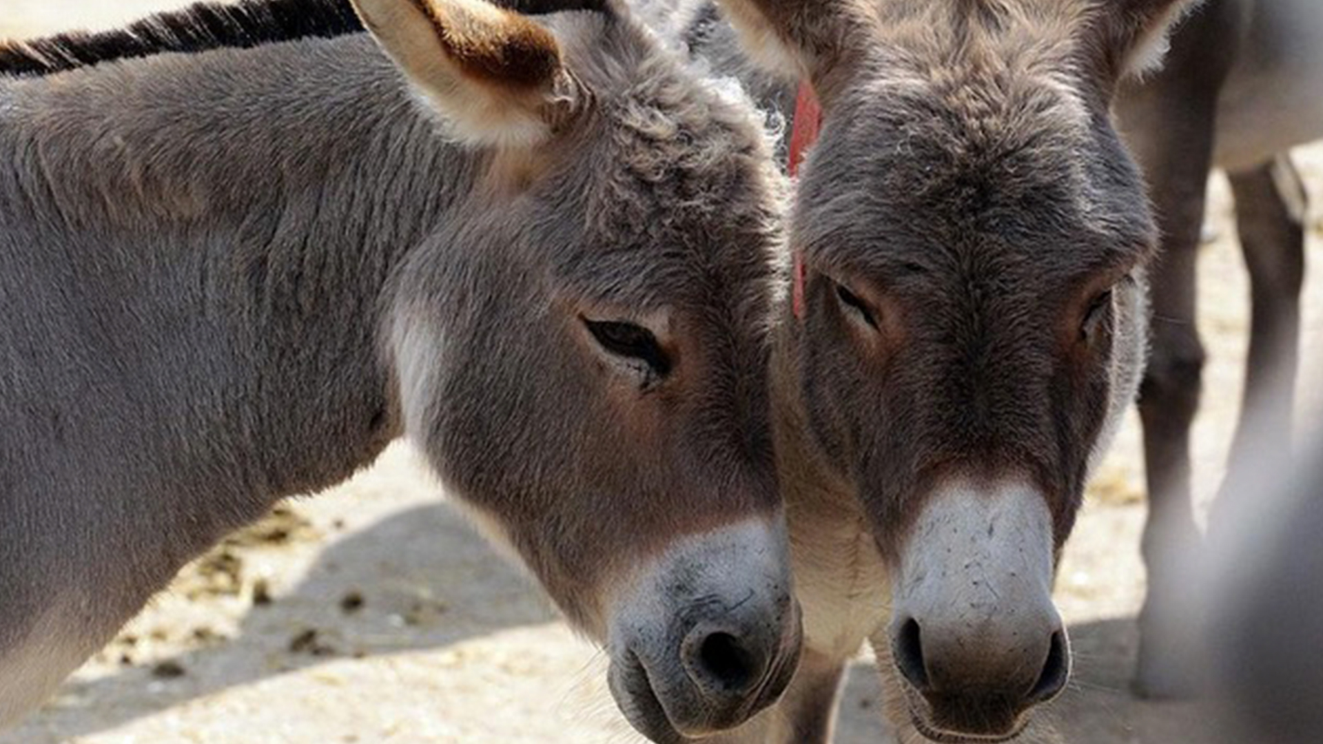 Así es como puedes adoptar un burro o caballo salvaje y recibir 1,000 ...