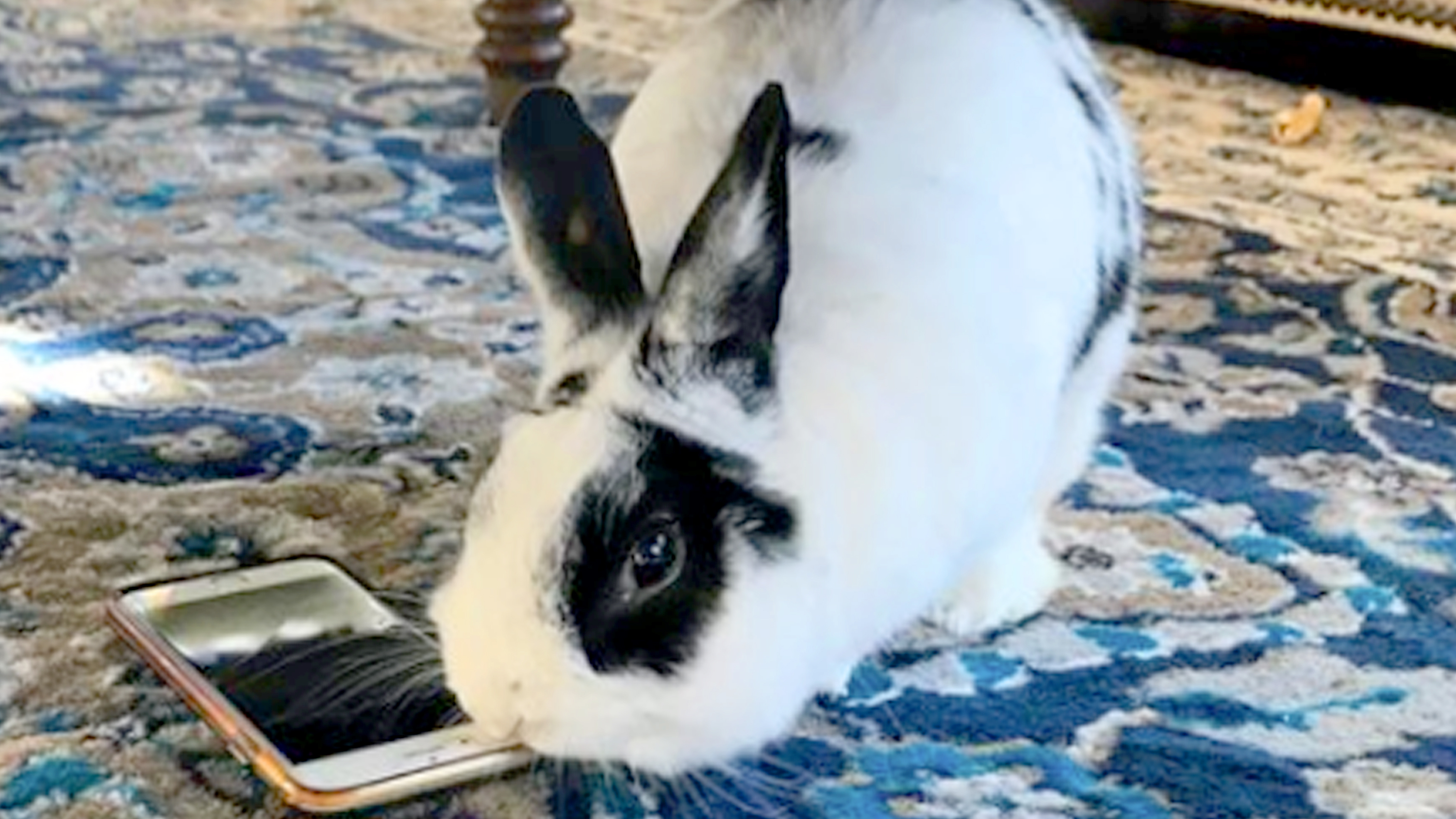 Mike Pence le saca un cuento a su conejo Marlon, pero en Amazon arrasa ...