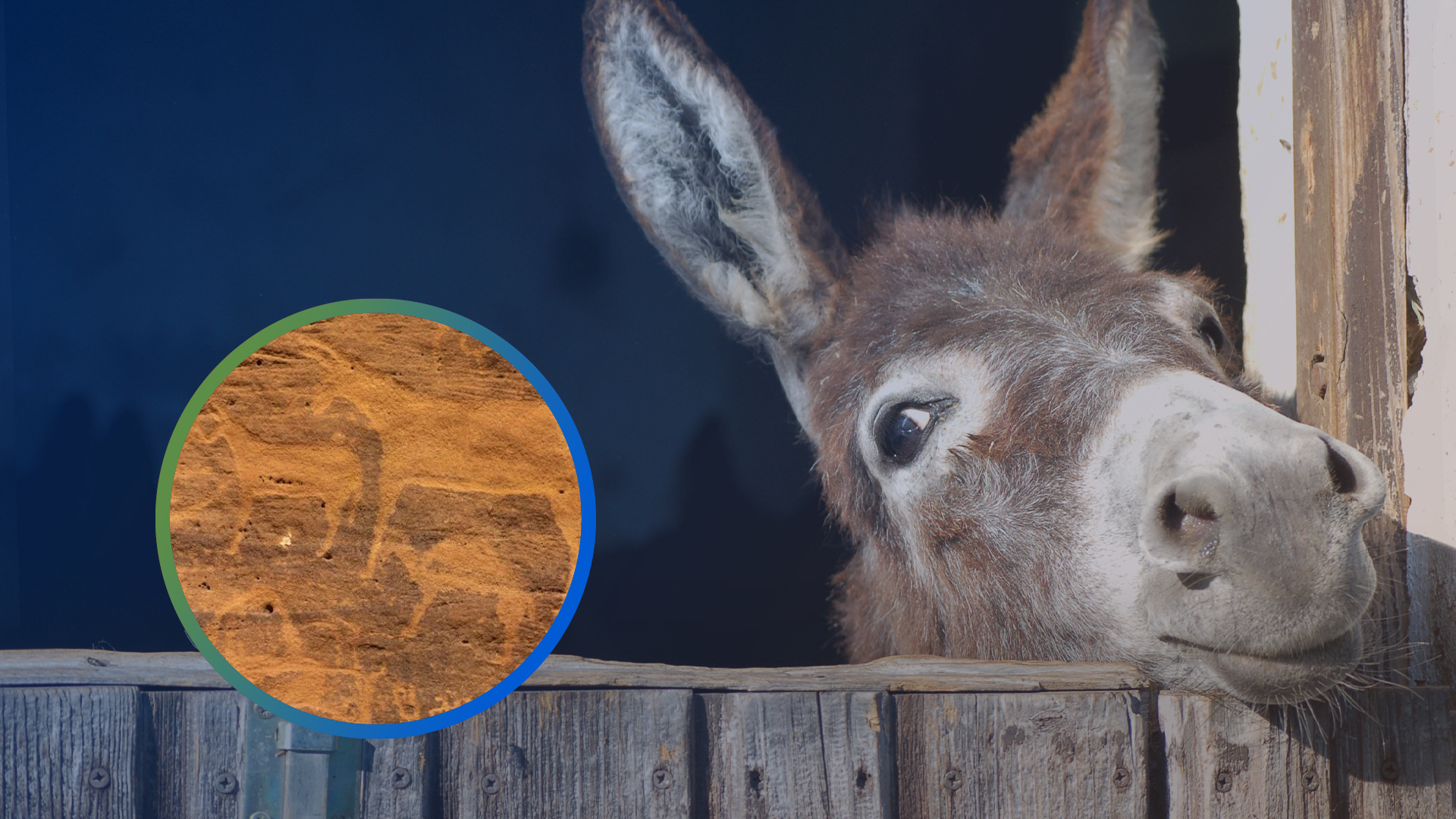 ¿Burros gigantes? Expertos aseguran que estos animales cambiaron el ...