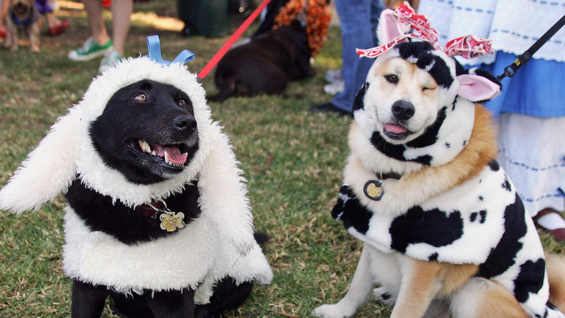 ¿Tienes perro? Mañana se abren las inscripciones para el quinto desfile ...