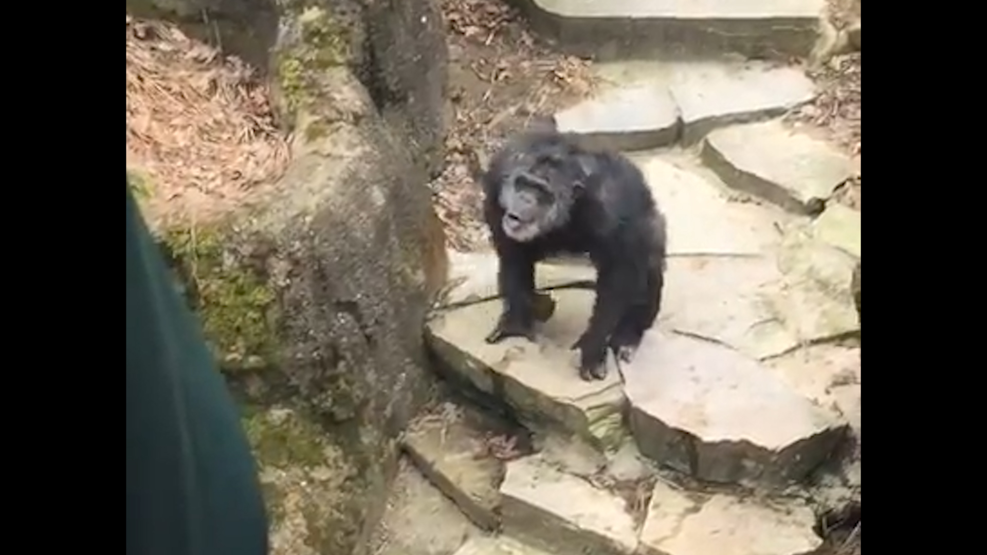 En video: Lo que hace este mono con su excremento a esta mujer no es ...