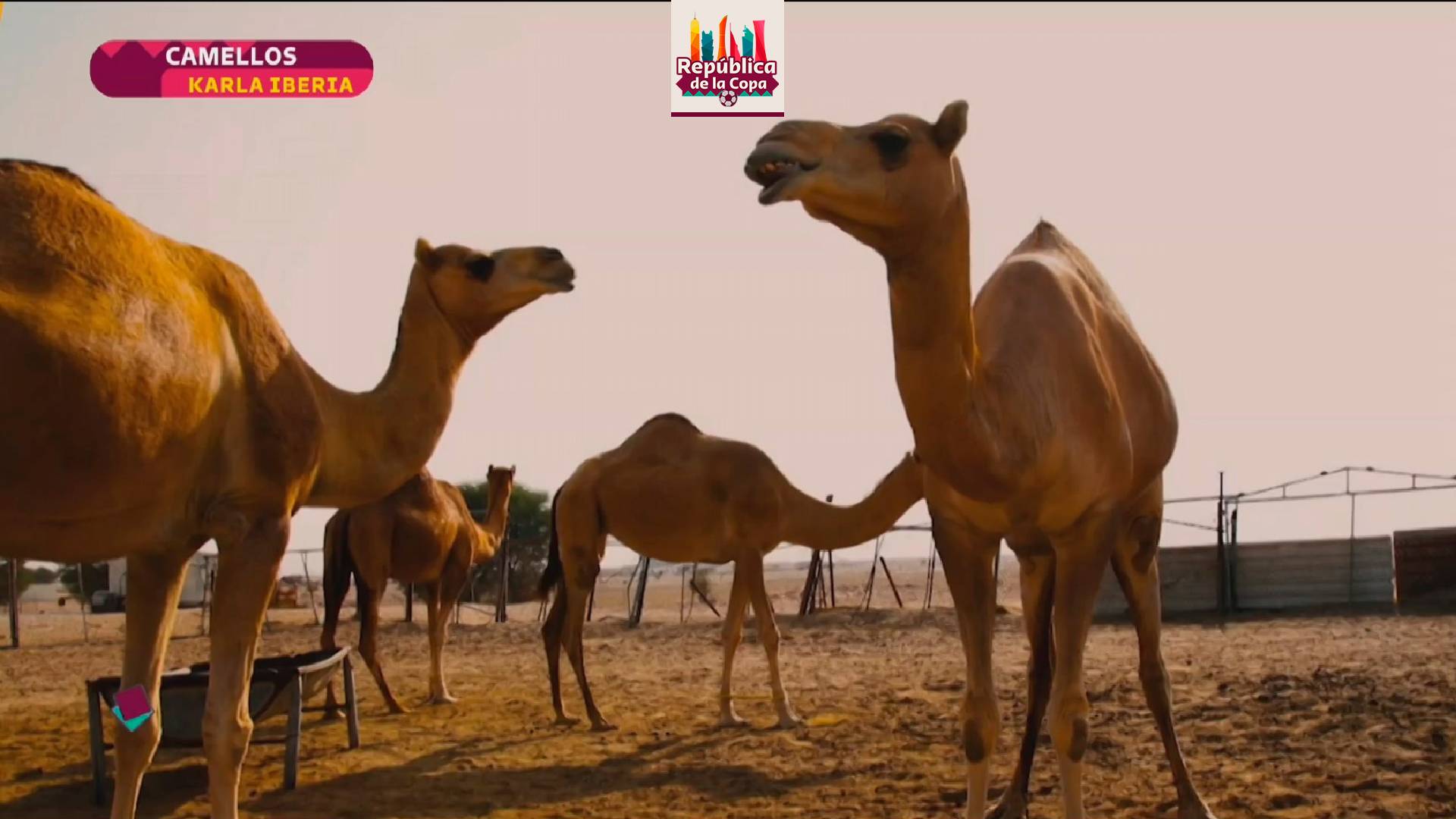 Historias humanas | Descubre la granja lechera de camellos en Qatar ...