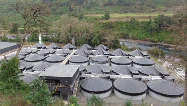 La razón por la que crianza de salmones es una grave amenaza para los ...