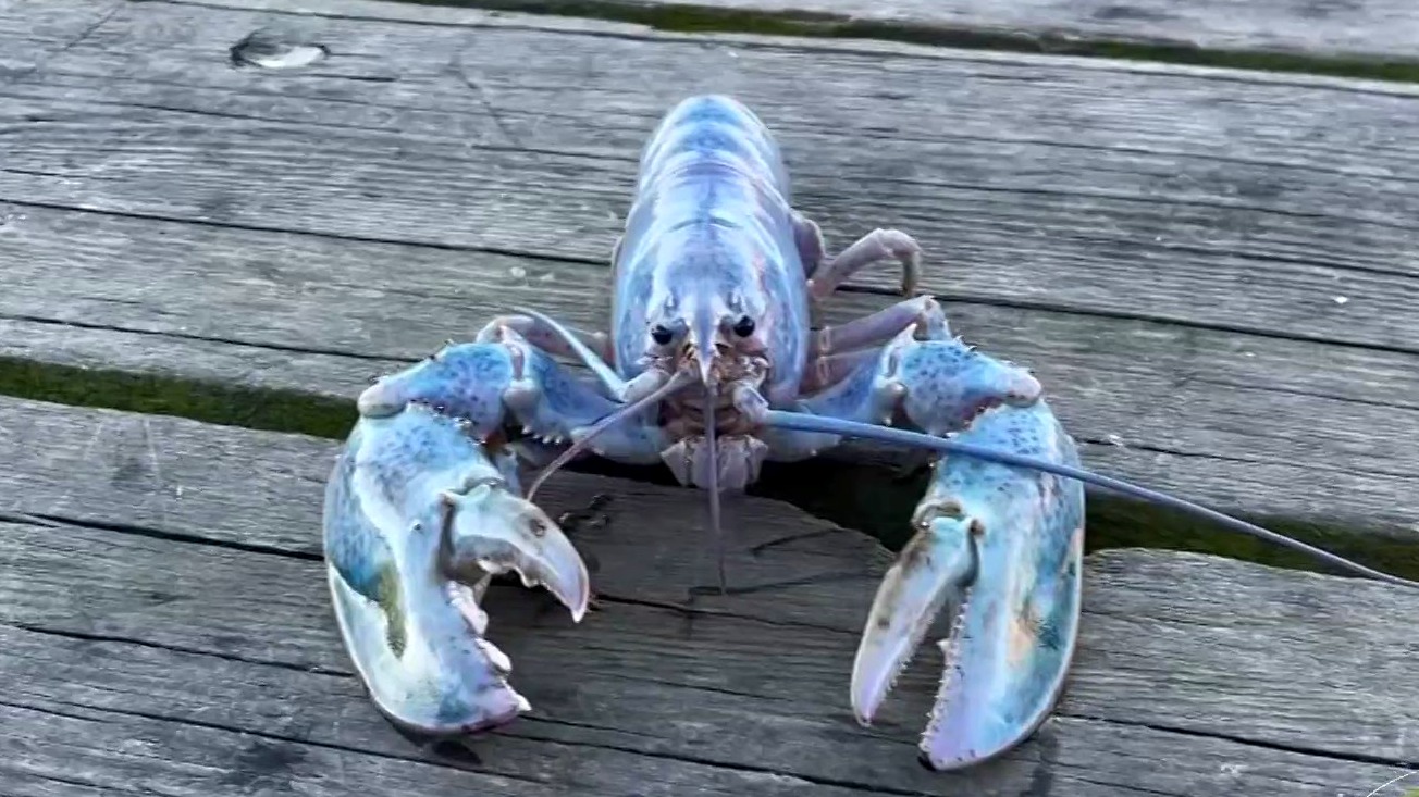Pescador captura a una langosta azul, especie difícil de encontrar ...