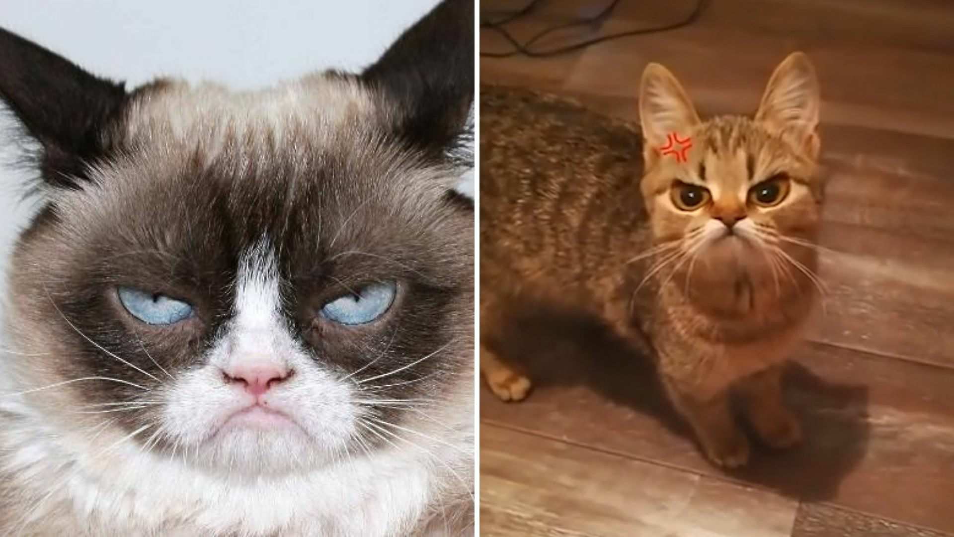 Video: Este gatito enojón se volvió viral | Shows Canal 5 | Canal5