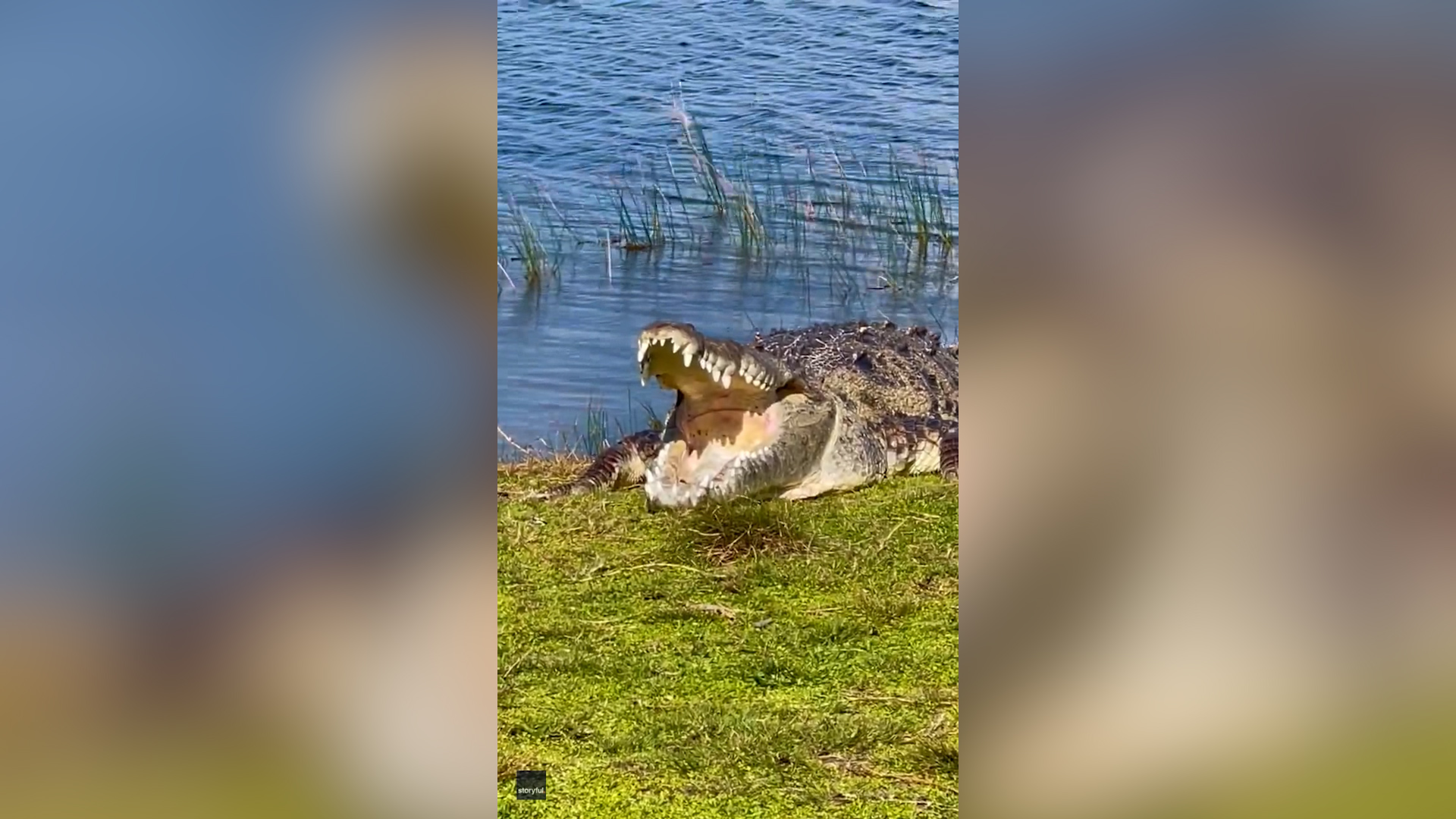 Mujer se encuentra con 'Croczilla', el lagarto más grande que se tenga ...
